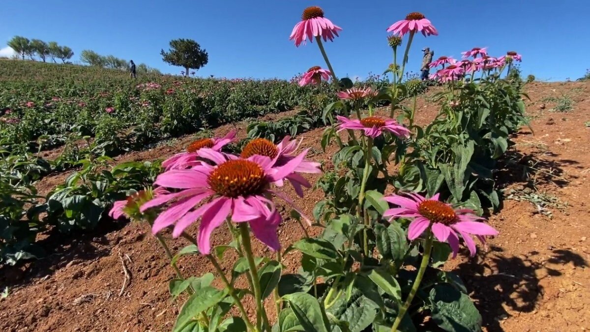 Isparta’da ekinezyalar ilaç ve kozmetik sanayide kullanılıyor - Ensonhaber