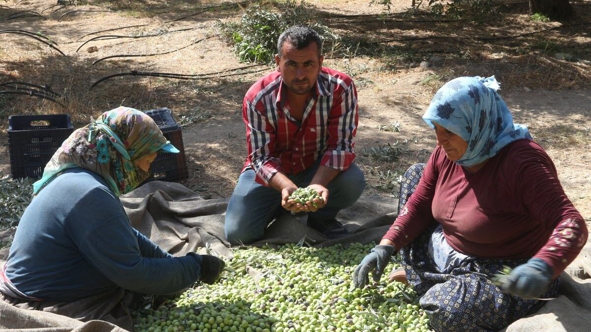 Mersin’de zeytin üreticileri hasat için işçi bulamıyor - Ensonhaber