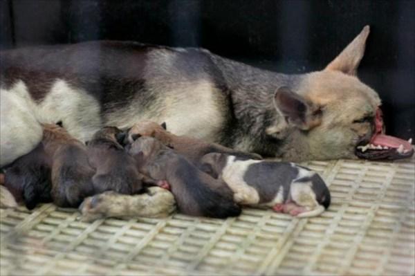 Kahraman köpek kanseri de yendi - Ensonhaber