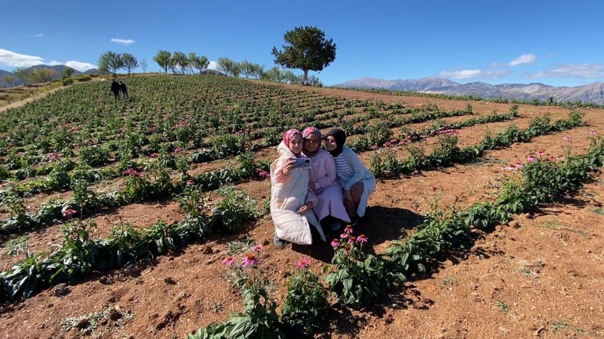 Isparta’da ekinezyalar ilaç ve kozmetik sanayide kullanılıyor - Ensonhaber