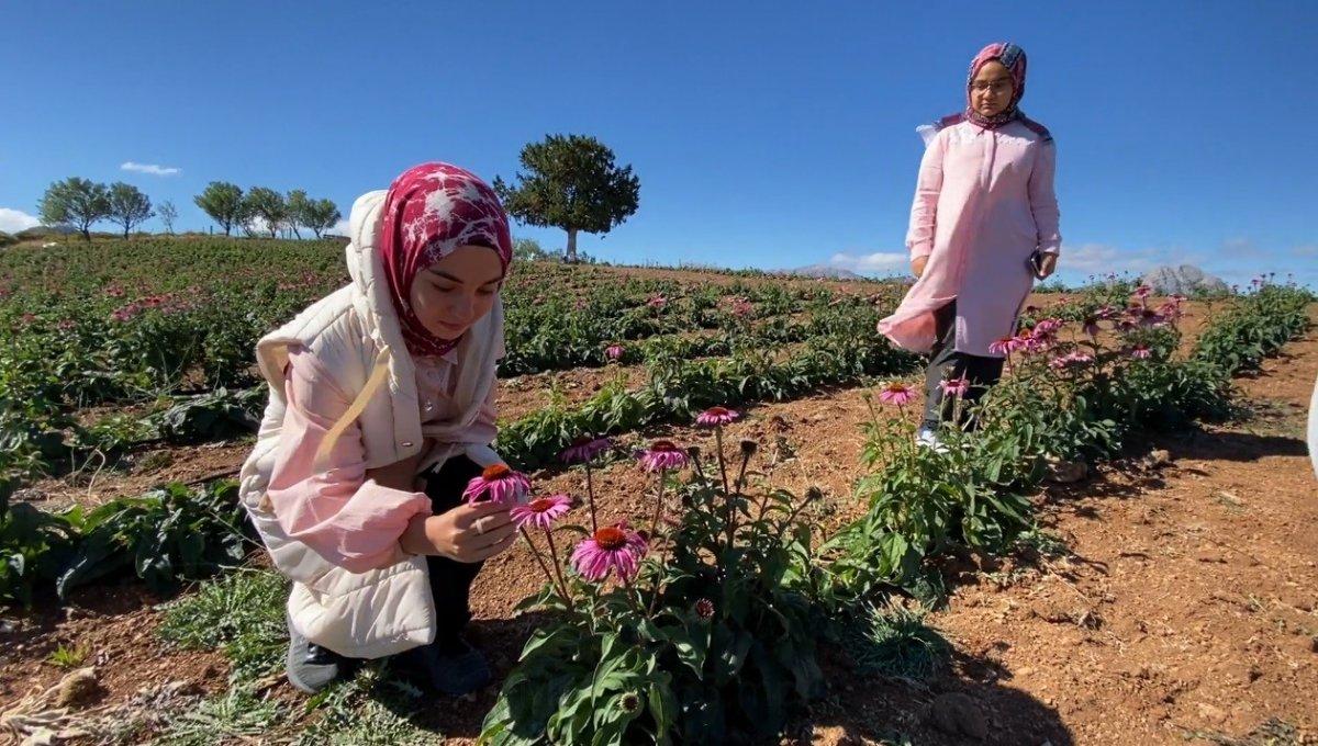 Isparta’da ekinezyalar ilaç ve kozmetik sanayide kullanılıyor - Ensonhaber